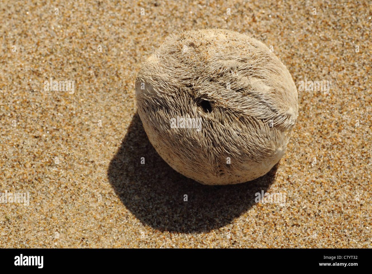 Sea potato hi-res stock photography and images - Alamy