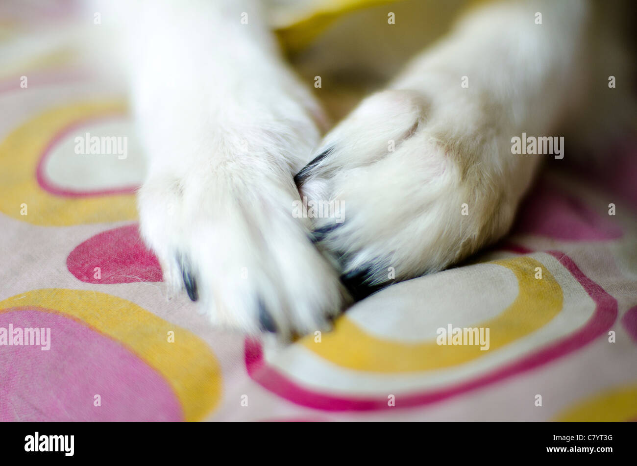 dog paws on each other on bed Stock Photo - Alamy