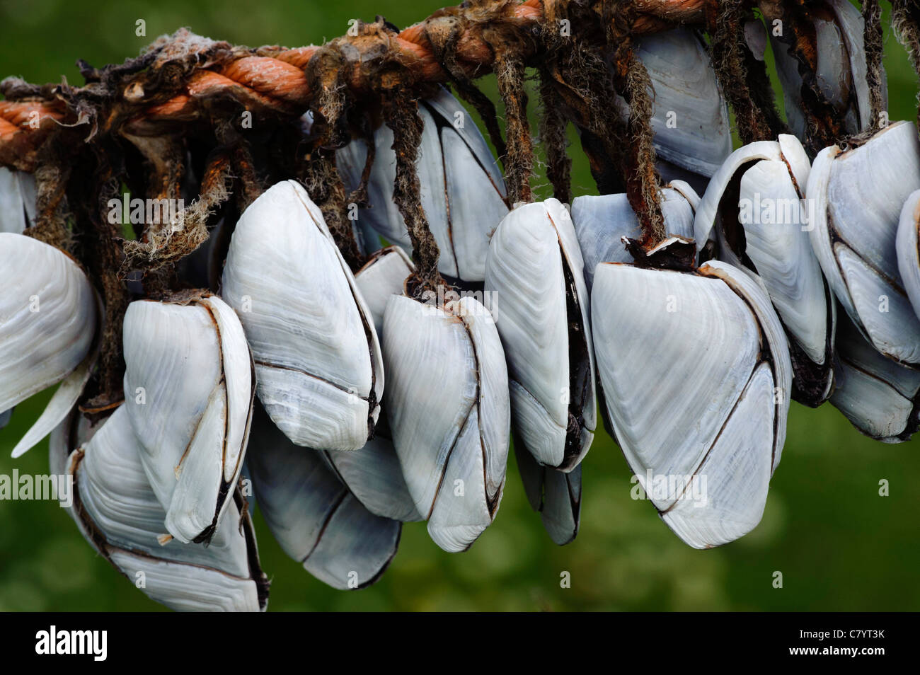 Lepas anatifera hi-res stock photography and images - Alamy