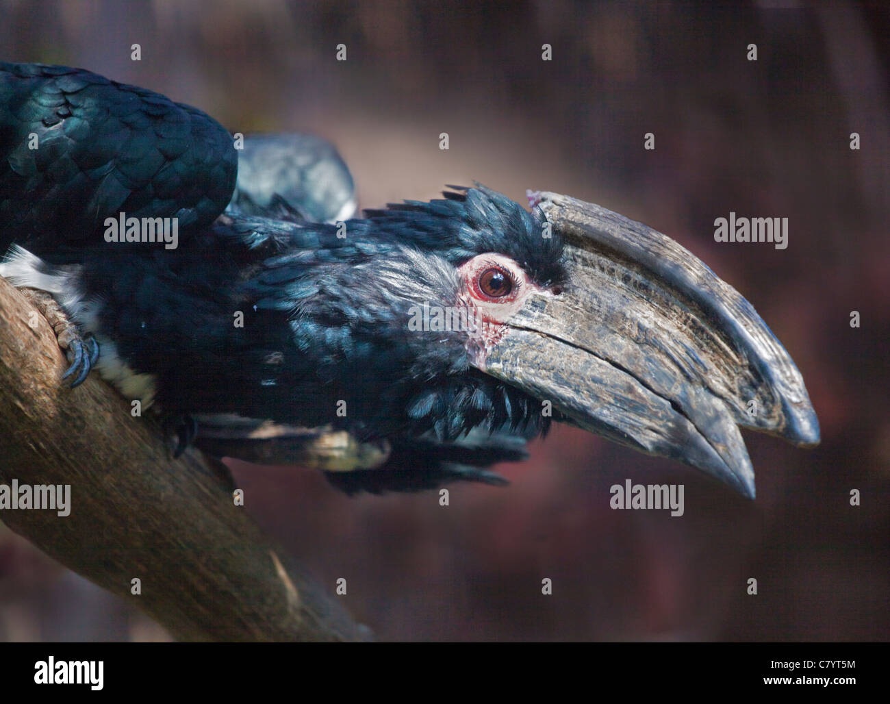 Trumpeter Hornbill (bycanistes bucinator Stock Photo - Alamy