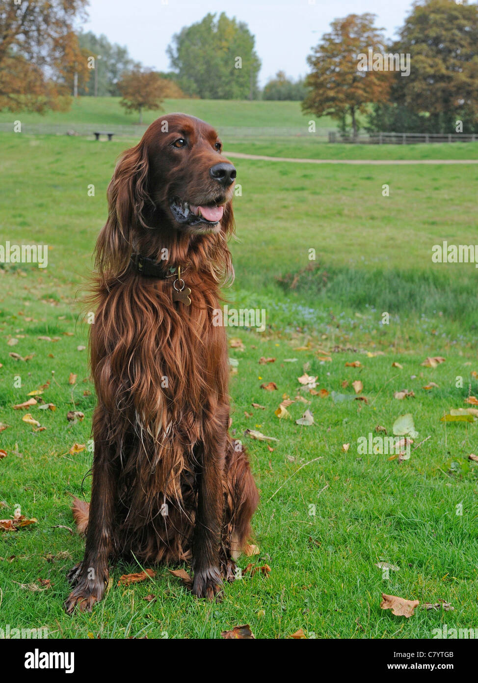 Beautiful red setter hi-res stock photography and images - Alamy