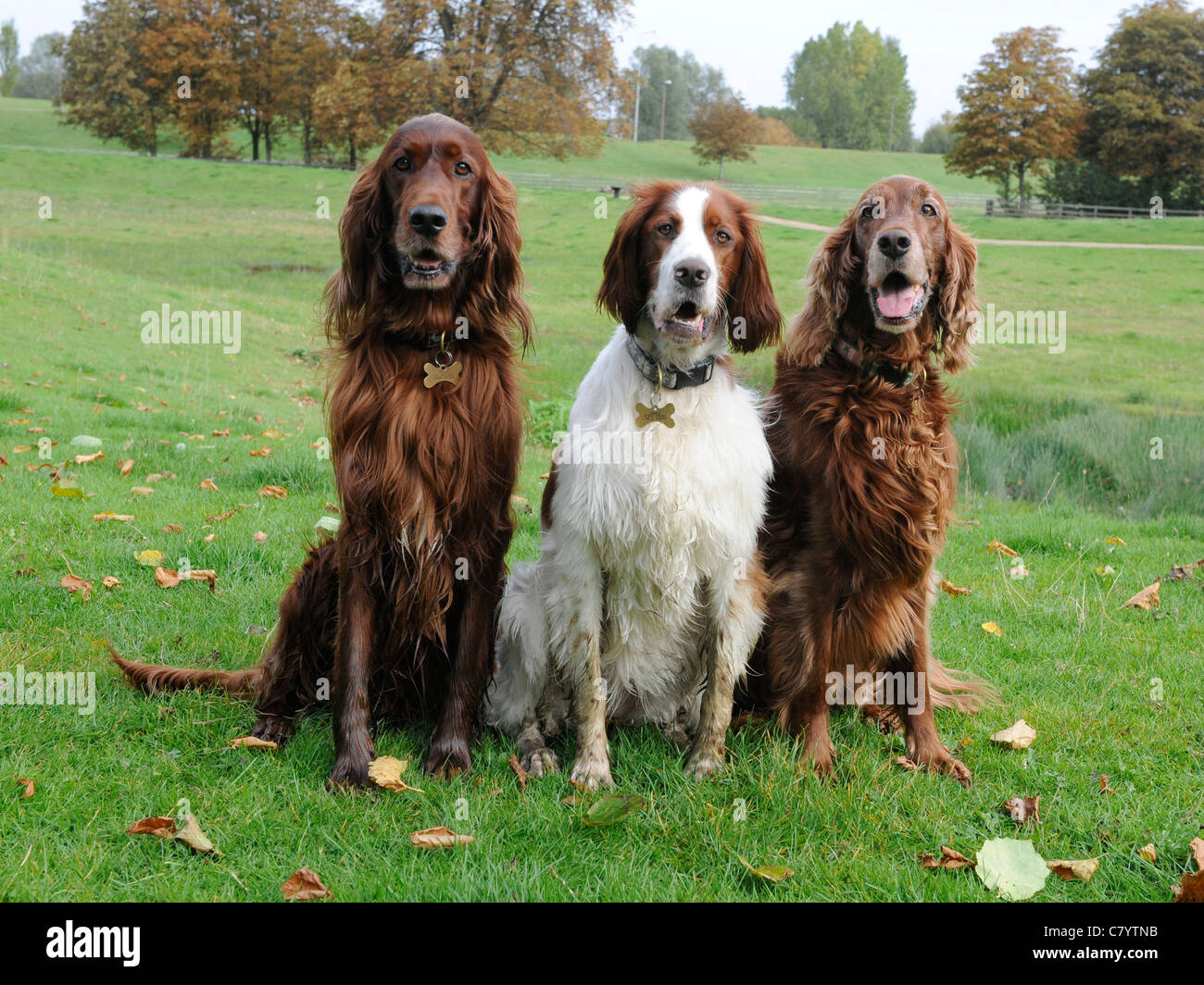 English setters hi-res stock photography and images - Alamy