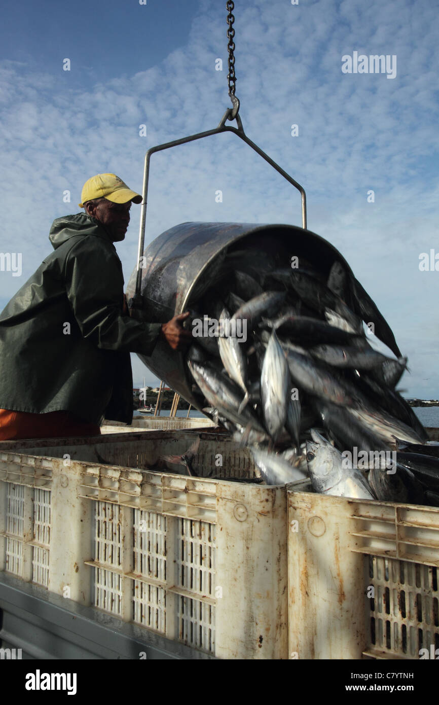 Line Tuna fisherman unloading catch on quayside, Pico island Azores ...