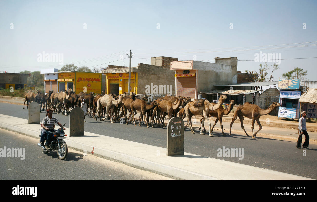 Camel load hi-res stock photography and images - Alamy
