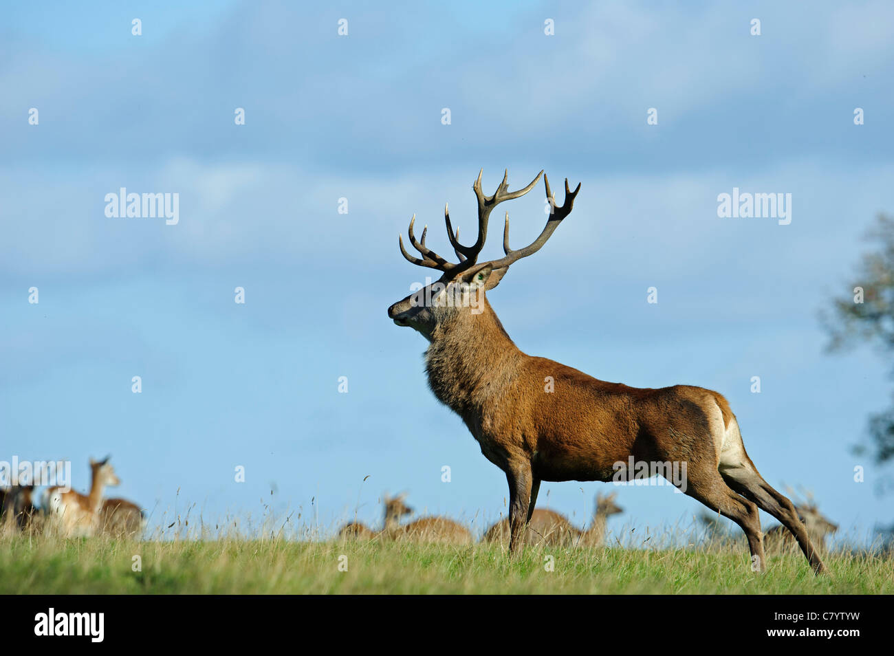 Stretching deer hi-res stock photography and images - Alamy