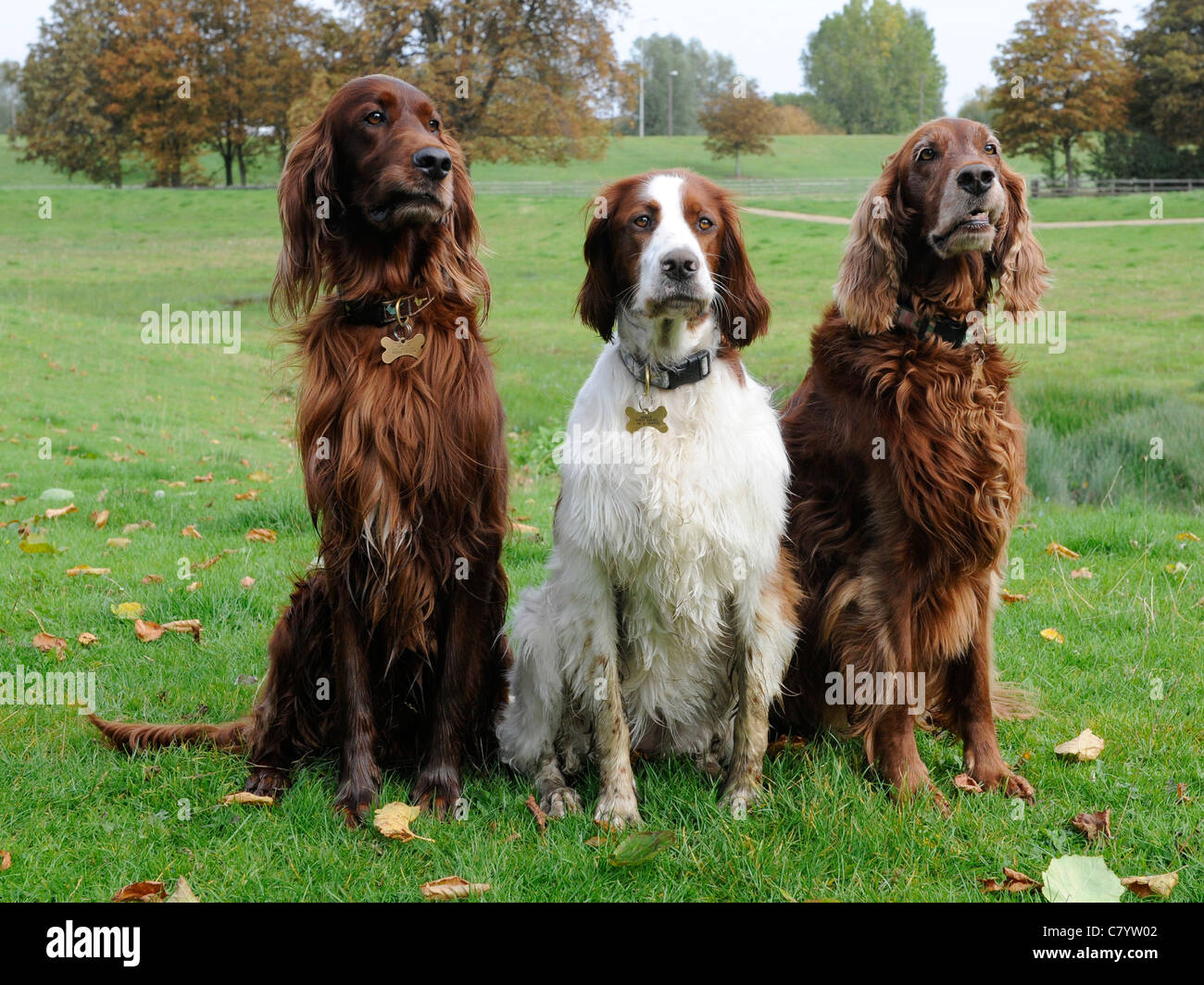 Three English setters pulling silly faces Stock Photo - Alamy