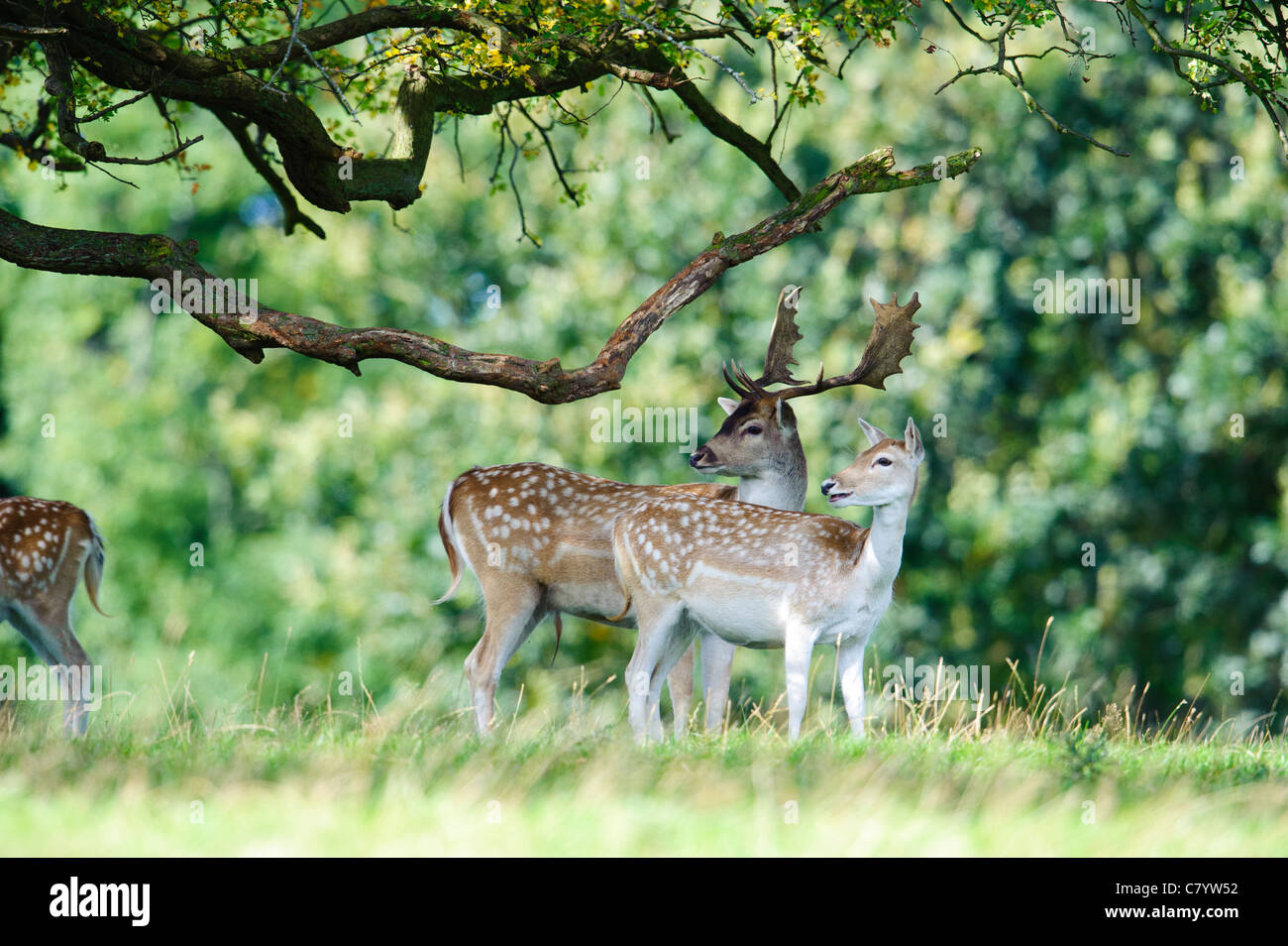 Fallow Deer (Darma darma), stag and hinds Stock Photo - Alamy