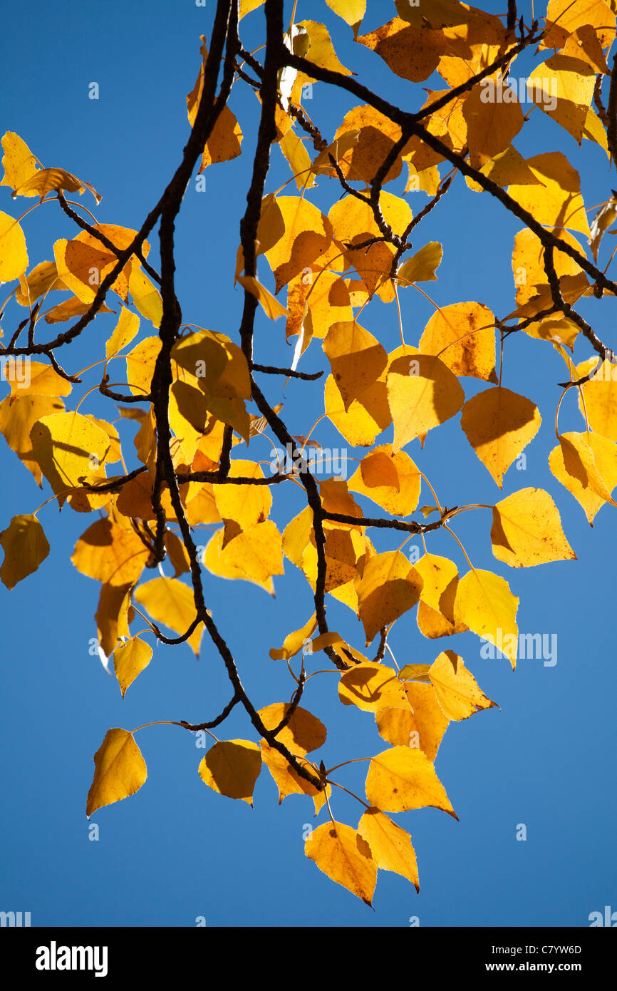 Hojas naturales hi-res stock photography and images - Alamy