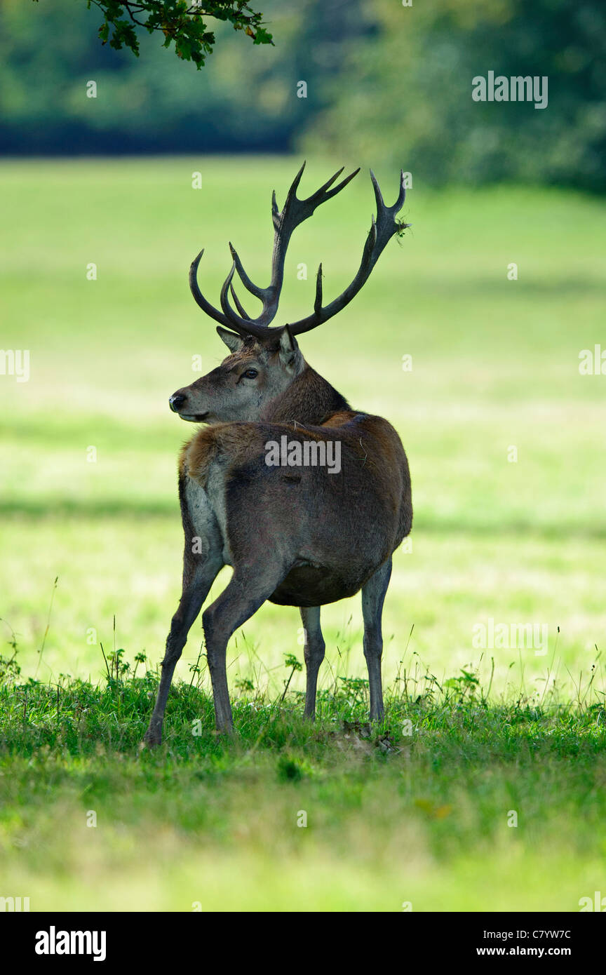 Deer head turn hi-res stock photography and images - Alamy