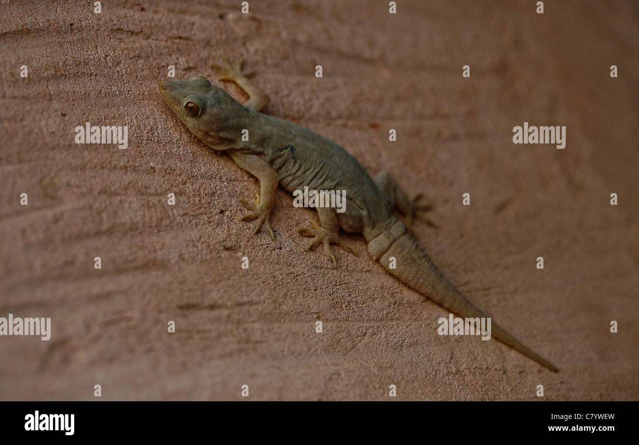 Small Lizard, Jaipur, India. Picture by James Boardman Stock Photo - Alamy
