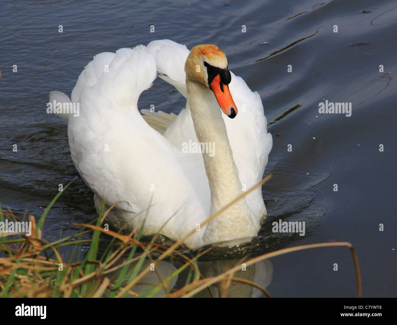 Webbed feet swan hi-res stock photography and images - Alamy