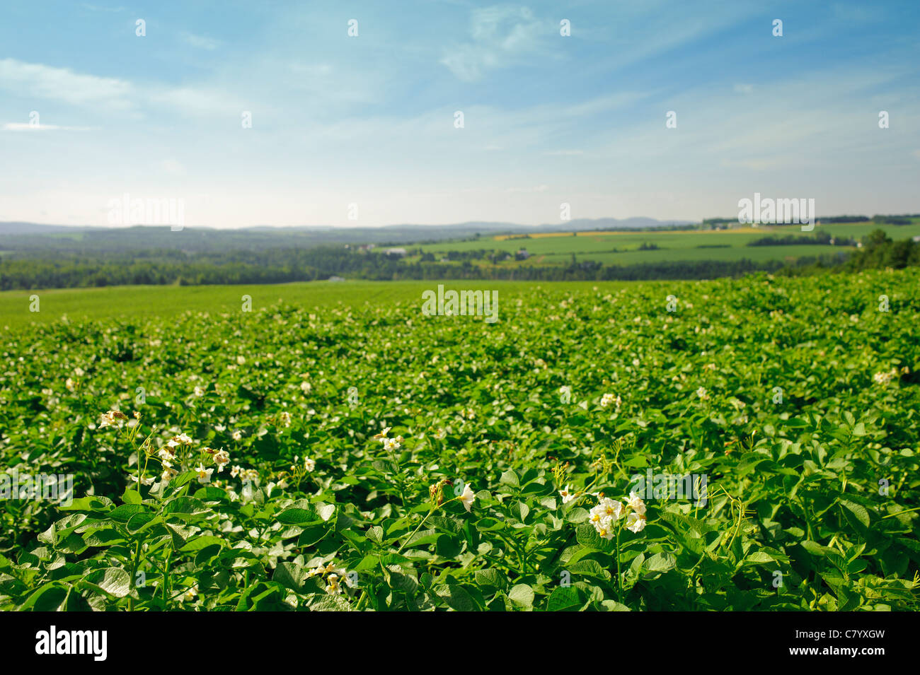 Potato field and old wooden barn in Carleton County New Brunswick ...