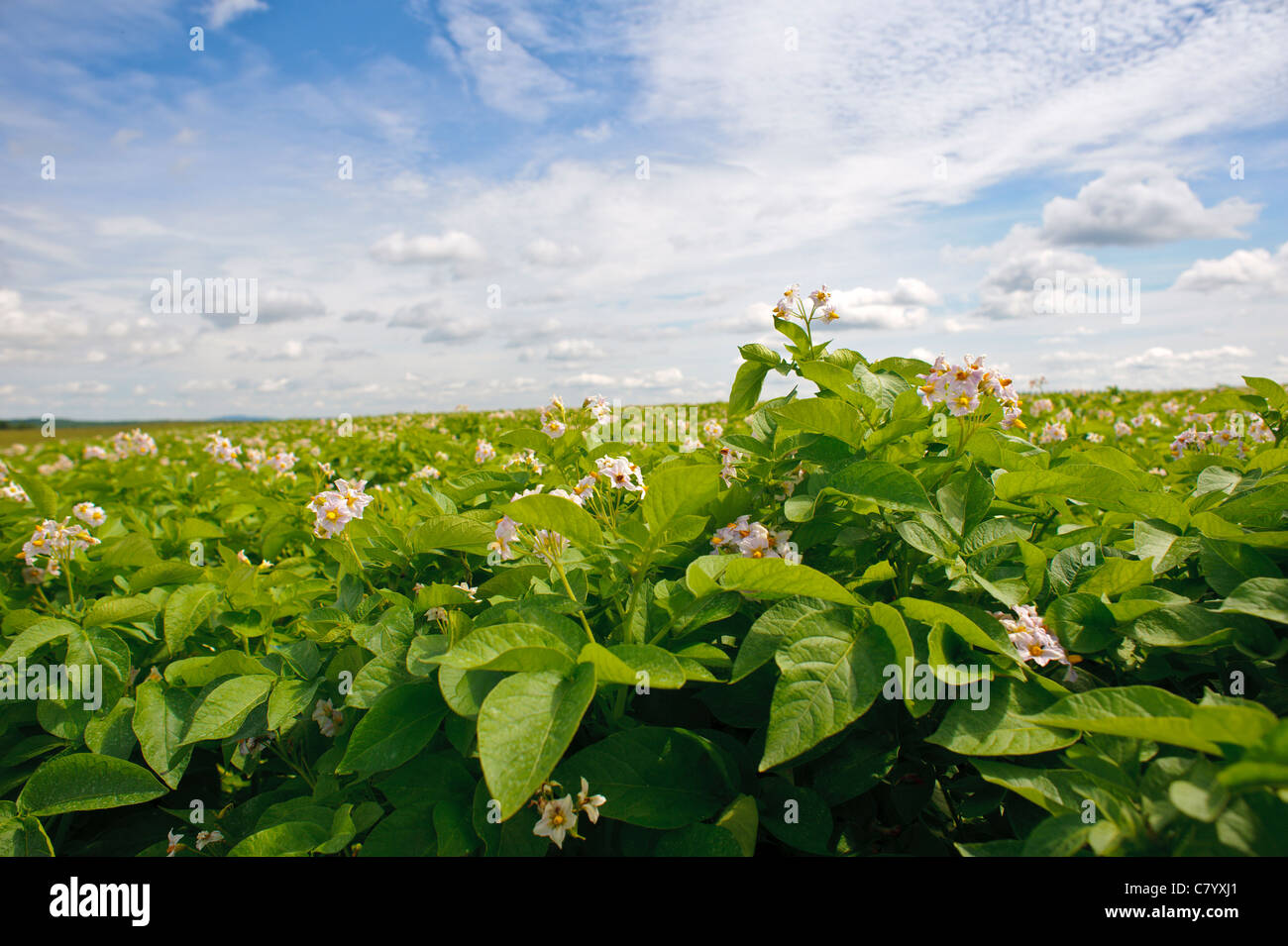 Potato field and old wooden barn in Carleton County New Brunswick ...