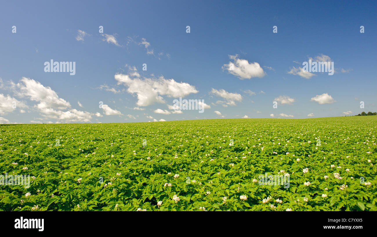 Old potato barn hi-res stock photography and images - Alamy