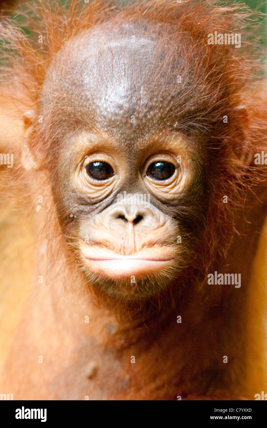 Young Orangutan pulling a sad face Stock Photo - Alamy