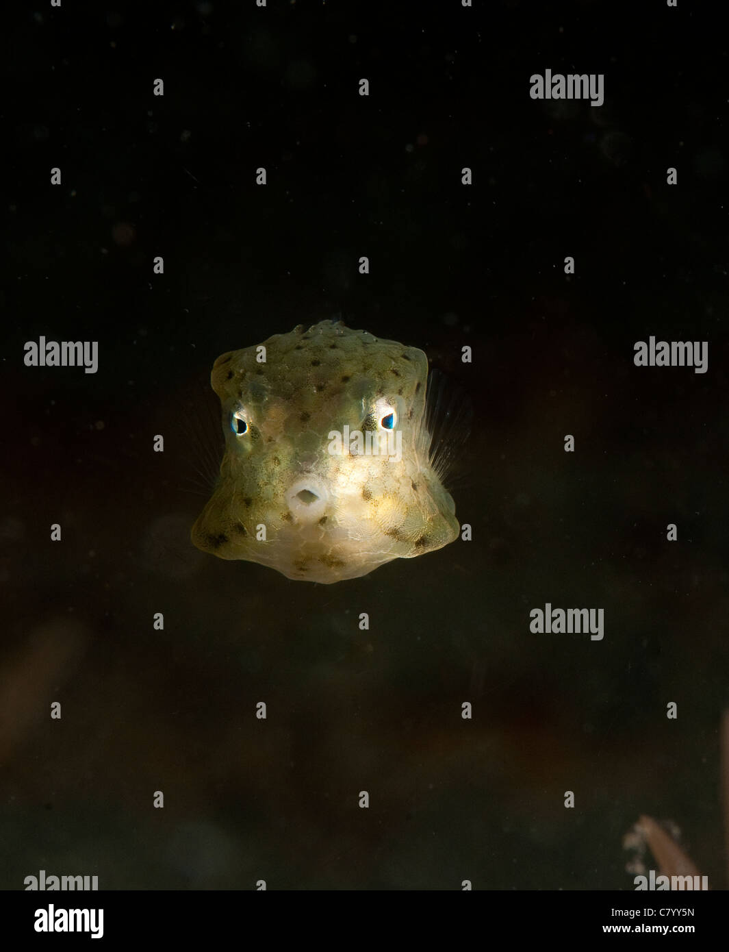 Juvenile Boxfish High Resolution Stock Photography and Images - Alamy