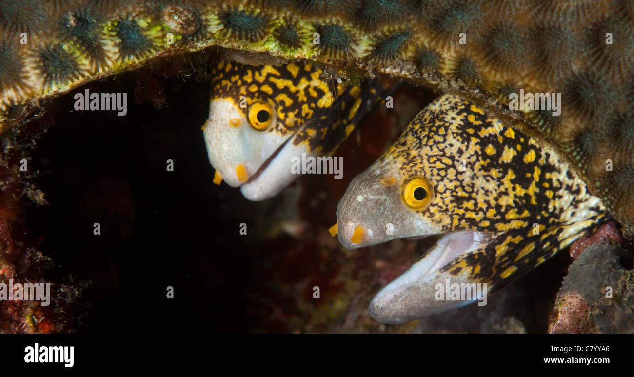 A pair of yellow-eye moray eels in the Lembeh Straits of Indonesia ...