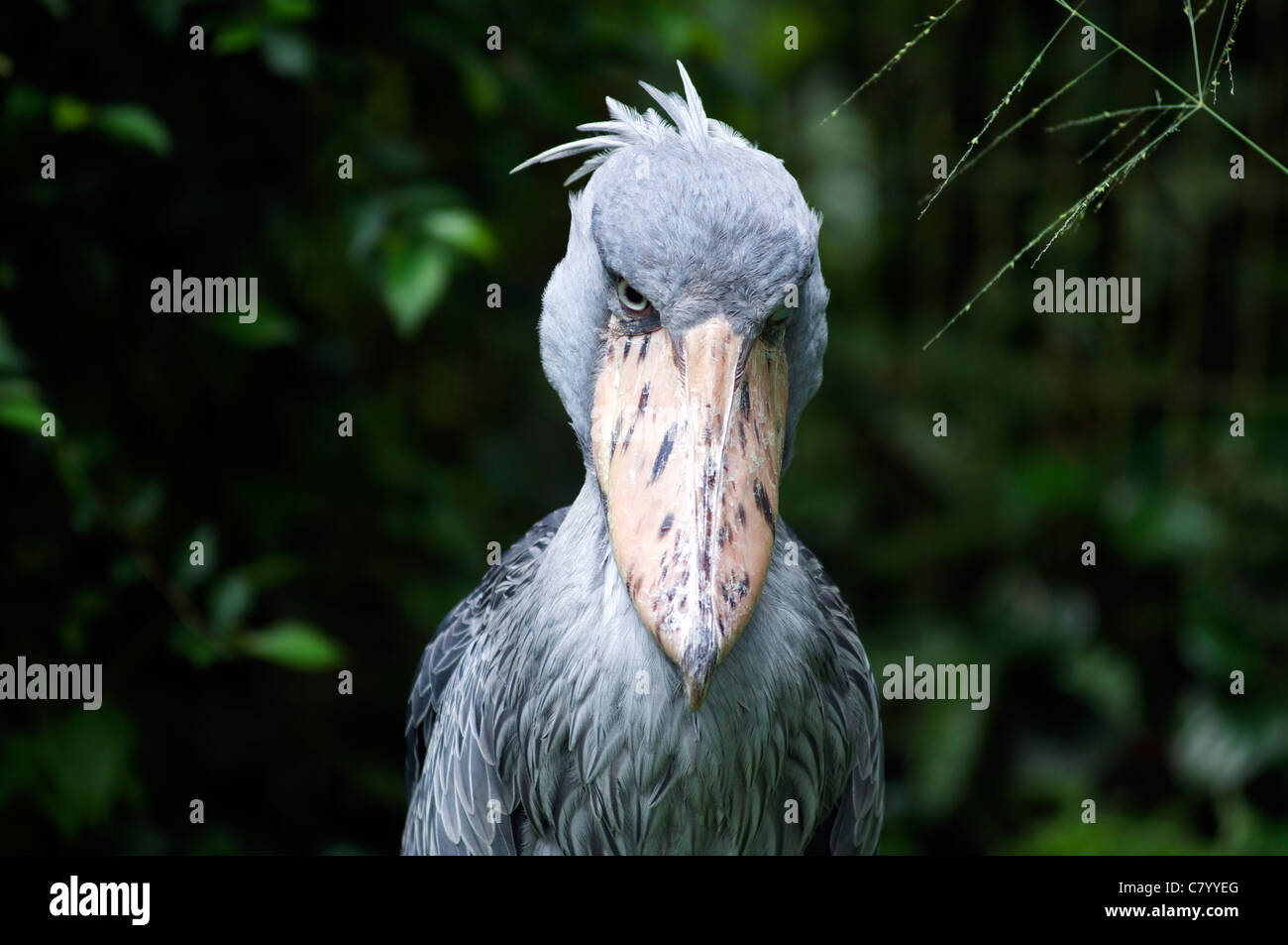Shoebill stork hi-res stock photography and images - Alamy