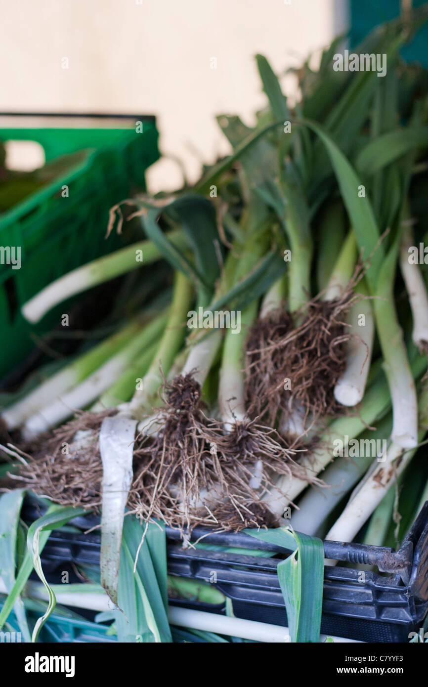 Spring onions with roots hi-res stock photography and images - Alamy