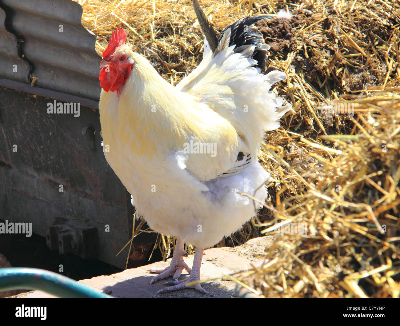 Chicken standing on a wall in a farm yard Stock Photo - Alamy