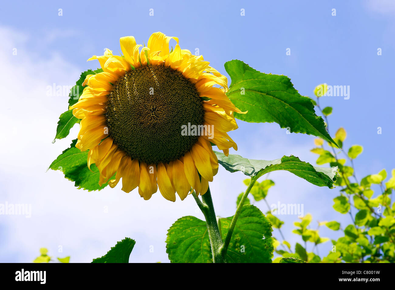 A large sunflower head against a blue sky Stock Photo - Alamy