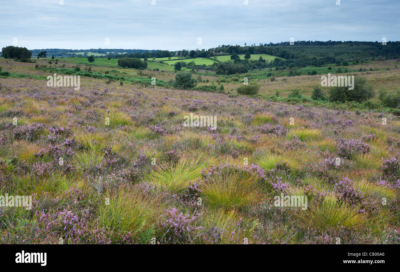 Tussocks of grass growing between the heather on Ashdown Forest in East ...