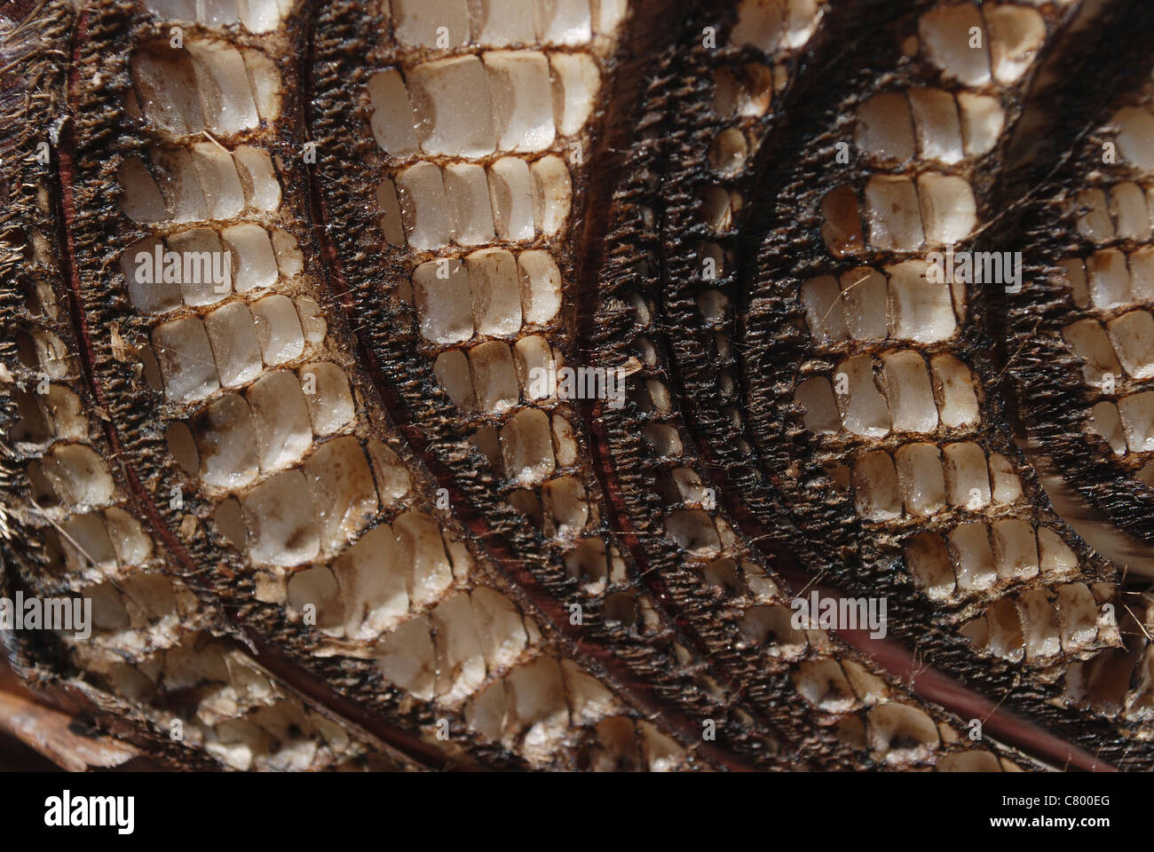 close up of a cross section of banana plant Stock Photo - Alamy