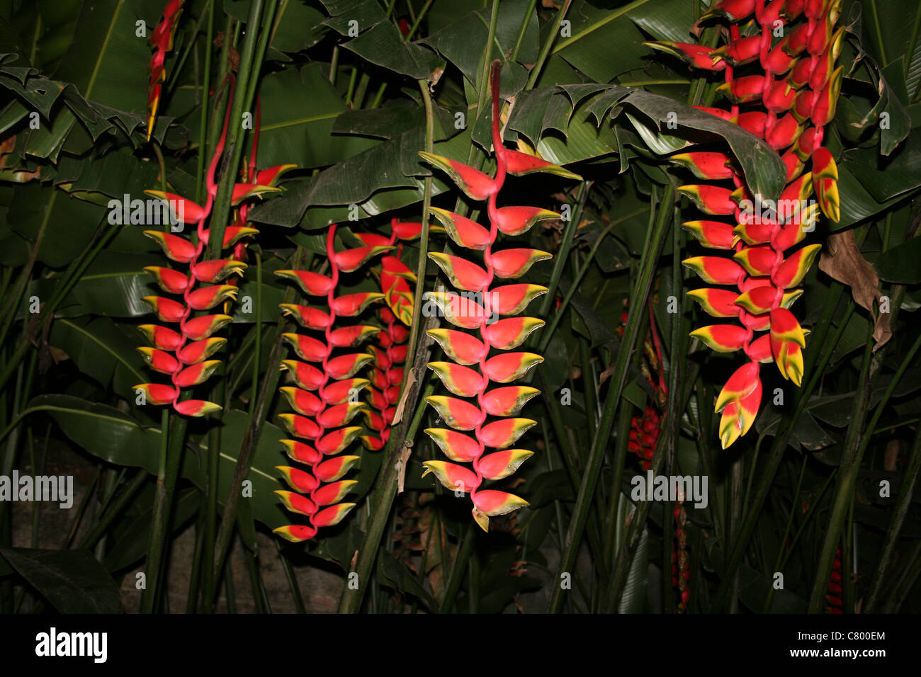 Heliconias flower hi-res stock photography and images - Alamy