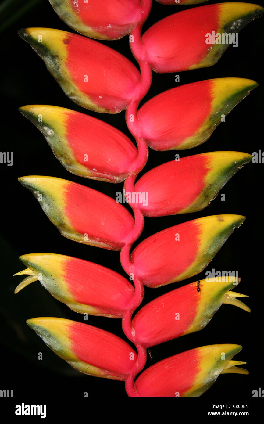 Heliconias flower hi-res stock photography and images - Alamy