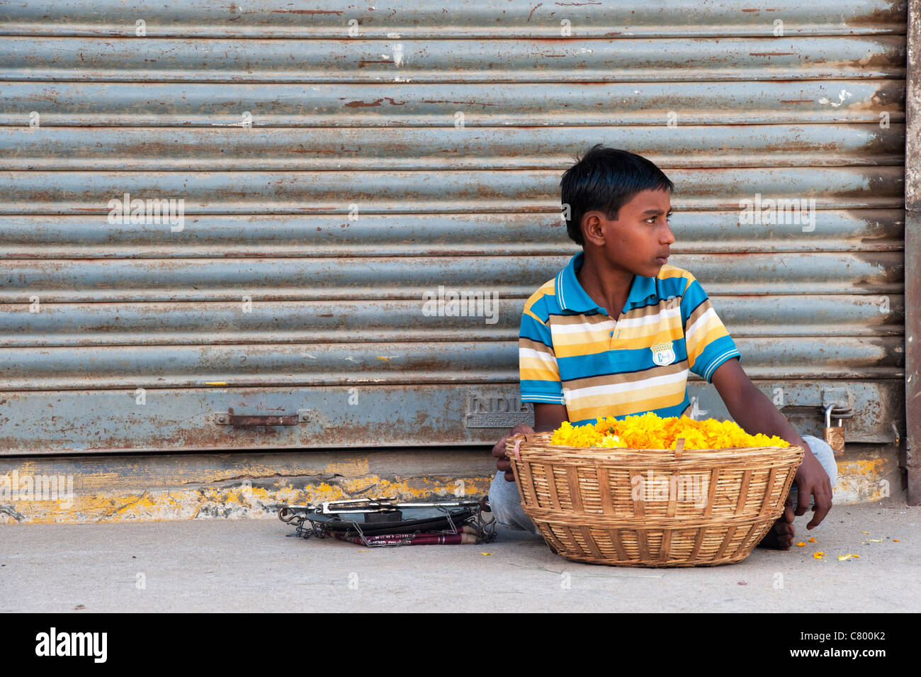 Indian boy selling Marigold flowers for making flower garlands on the ...