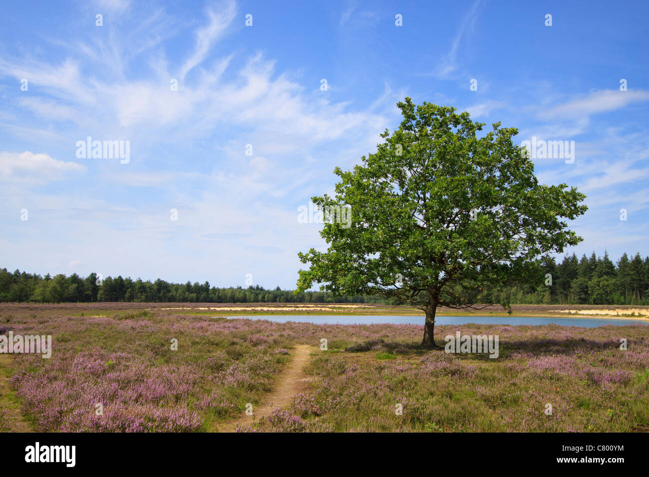 Green tree in purple fields of heather at a location called the ...