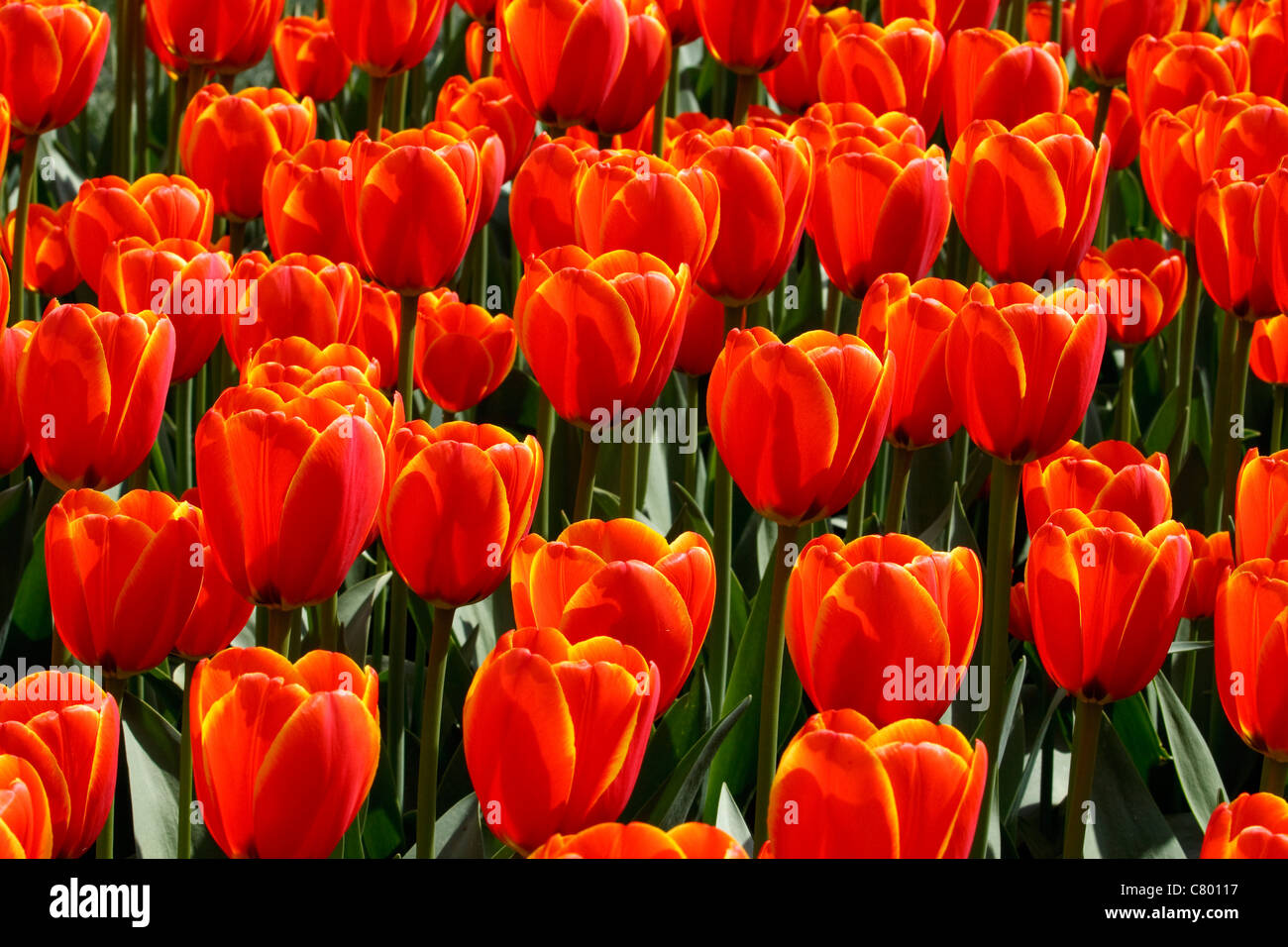 The dutch tulips hi-res stock photography and images - Alamy