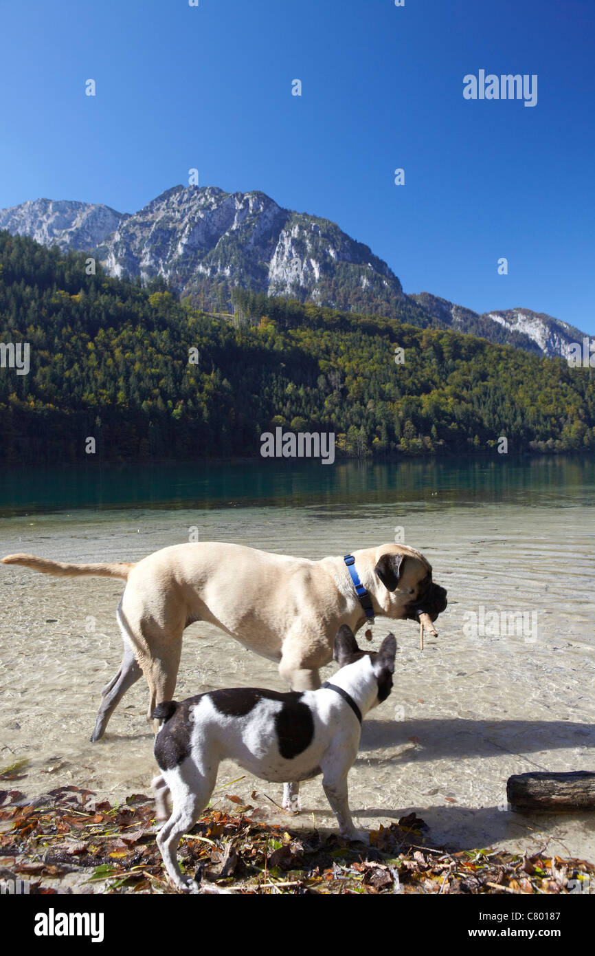 Mastiff and bullmastiff dogs hi-res stock photography and images - Alamy