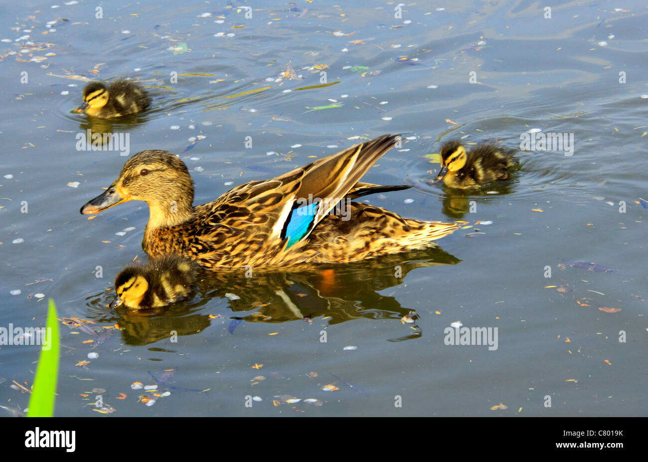 Duck swimming feet hi-res stock photography and images - Alamy
