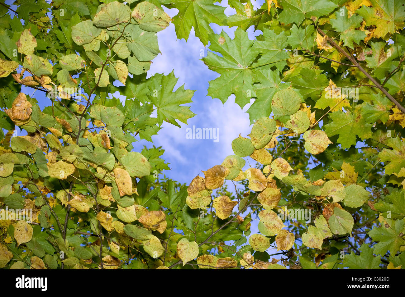 autumn leaves floating in the sky Stock Photo - Alamy