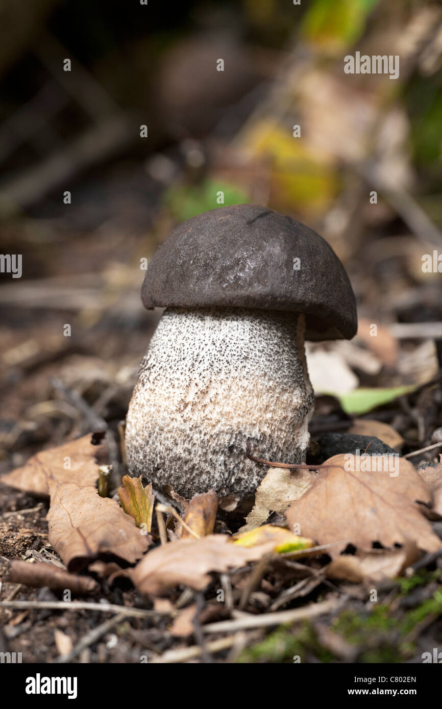 Edilus hi-res stock photography and images - Alamy