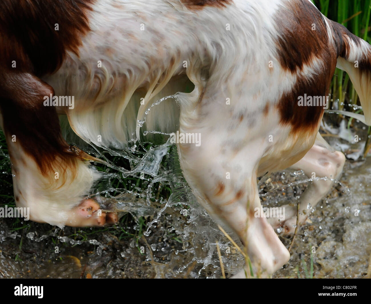 Wet dog hi-res stock photography and images - Alamy
