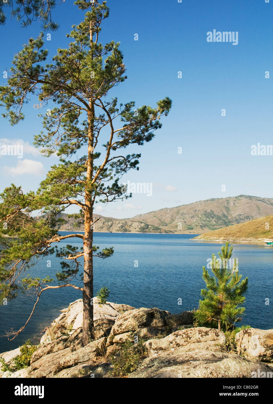 Nature of the Eastern Kazakhstan. Vertical landscape - Pine, Lake ...