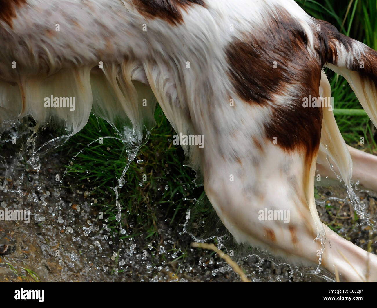 Wet dog hi-res stock photography and images - Alamy