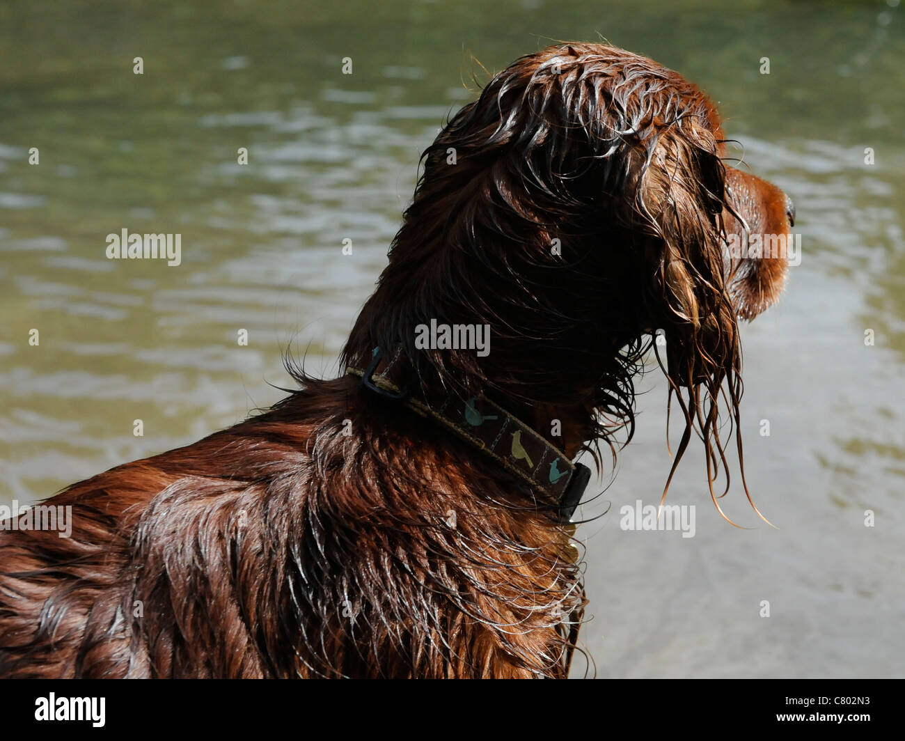 Red setter hi-res stock photography and images - Alamy