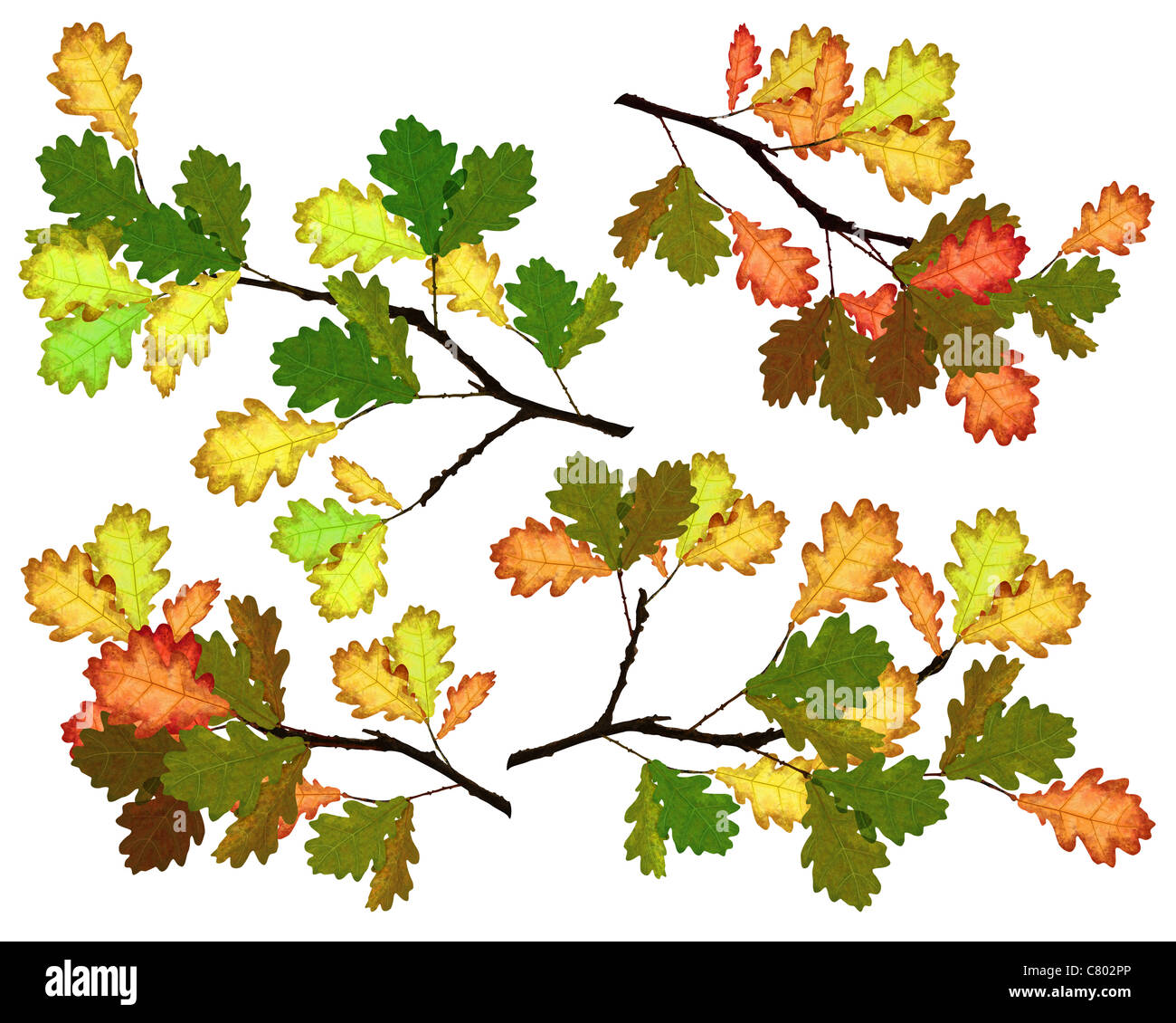 Branches of oak hi-res stock photography and images - Alamy