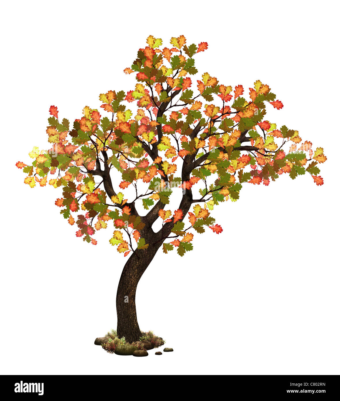 Oak tree in fall Stock Photo - Alamy