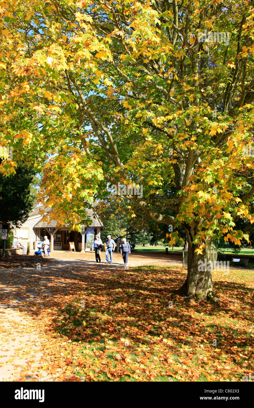 Changing autumn colours westonbirt arboretum hi-res stock photography and images - Alamy