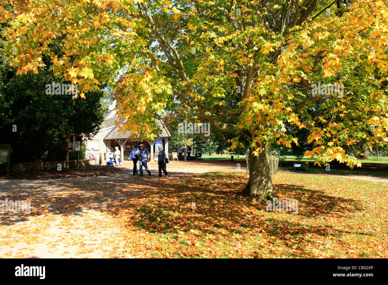 Changing autumn colours westonbirt arboretum hi-res stock photography and images - Alamy