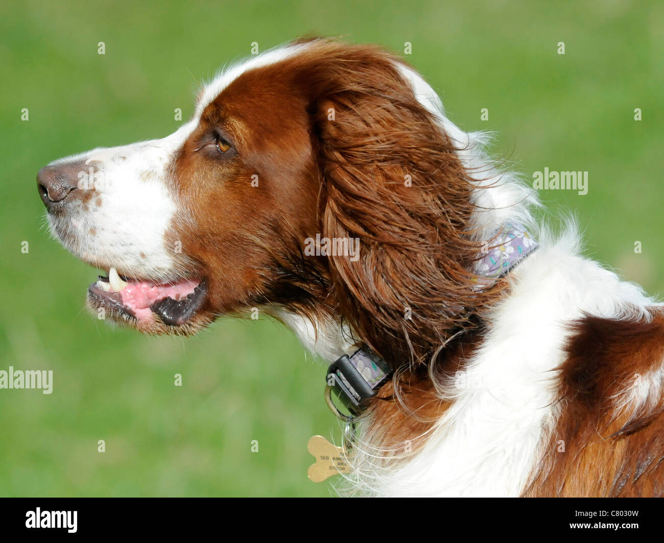 Head in profile english hi-res stock photography and images - Alamy