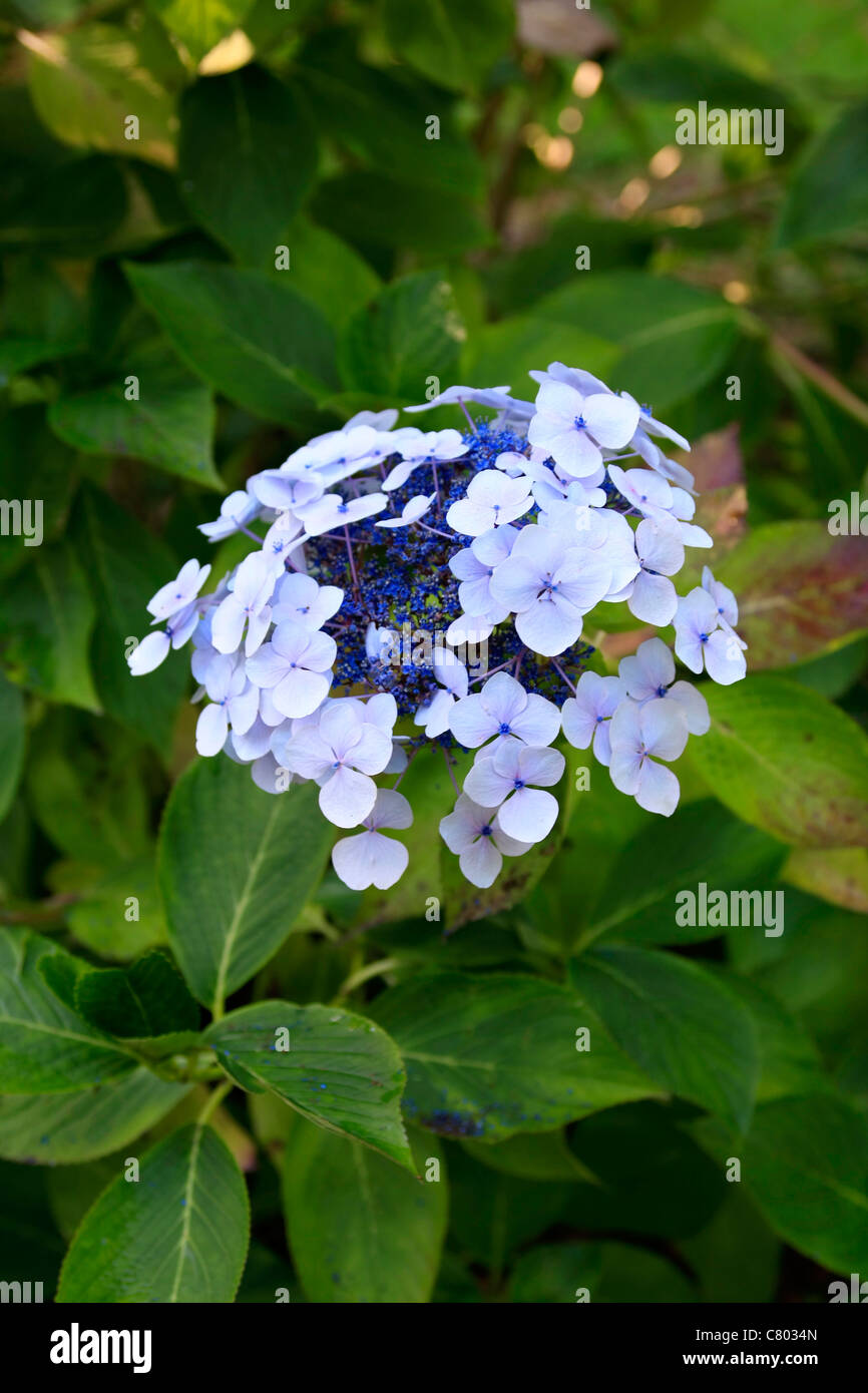 Blue Hydrangea flower Stock Photo - Alamy