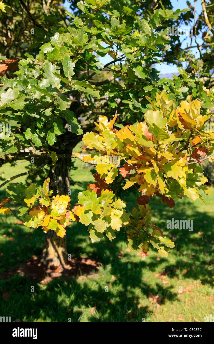 Oak tree seasons four seasons hi-res stock photography and images - Alamy