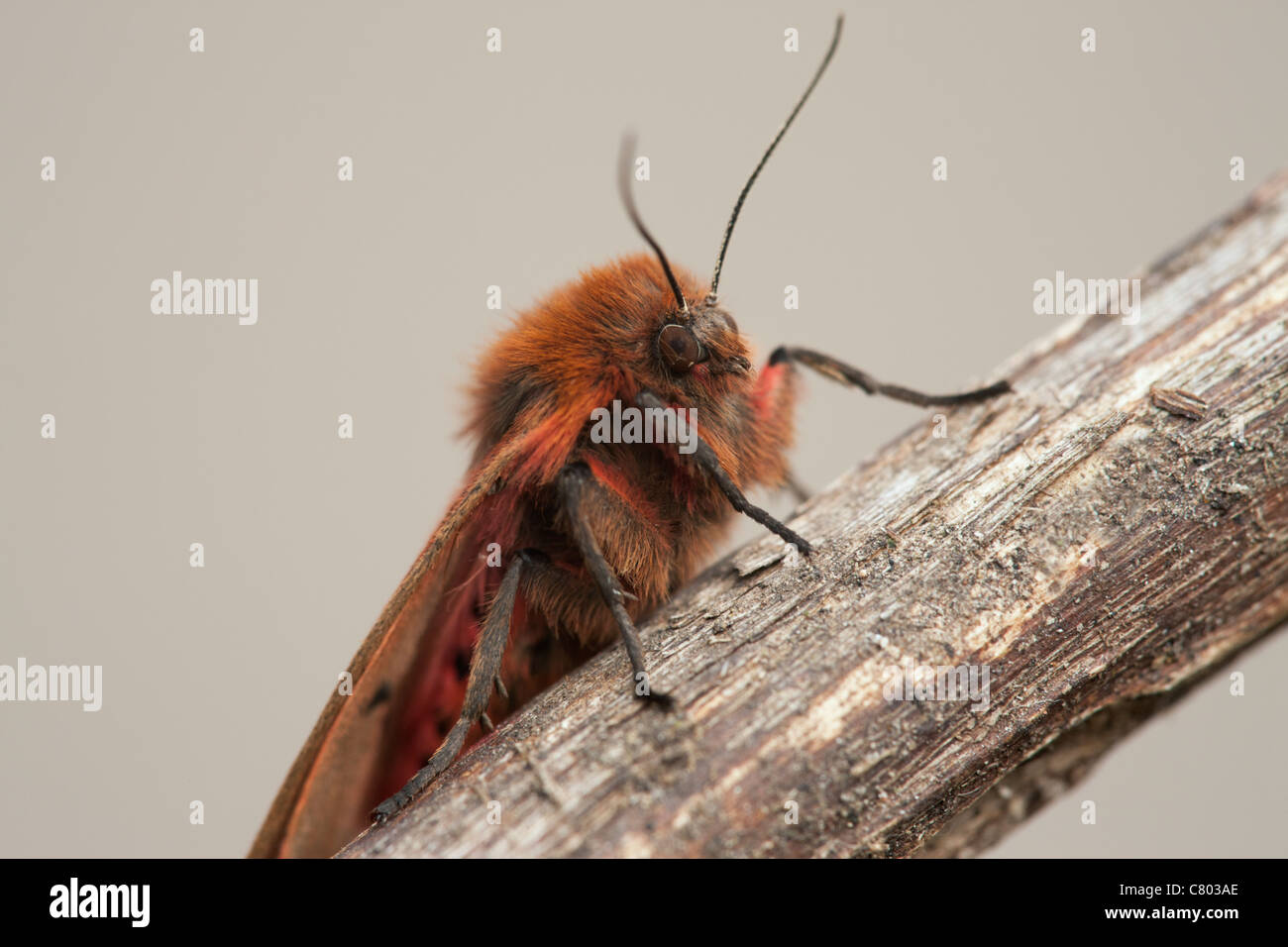 Ruby Tiger Phragmatobia fuliginosa adult moth close-up Stock Photo - Alamy
