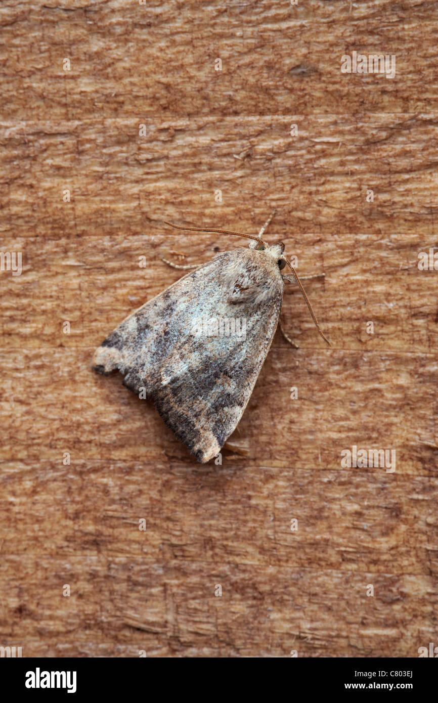 Moth species hi-res stock photography and images - Alamy