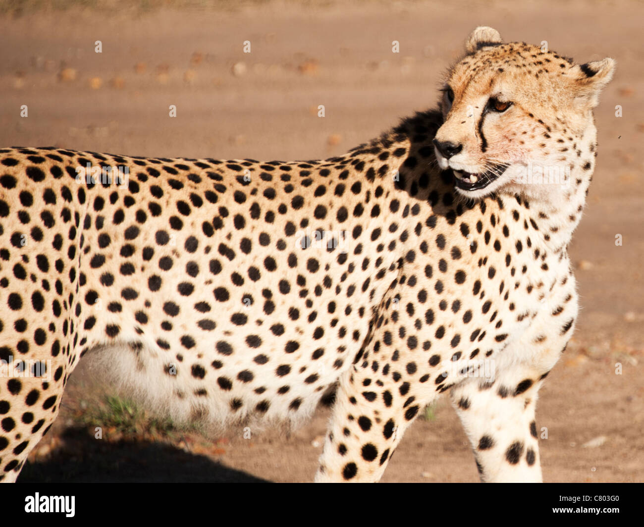 Cheetah in kenya Stock Photo - Alamy